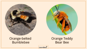 Bees Color: 10+ Types of Colored Bees With Pictures